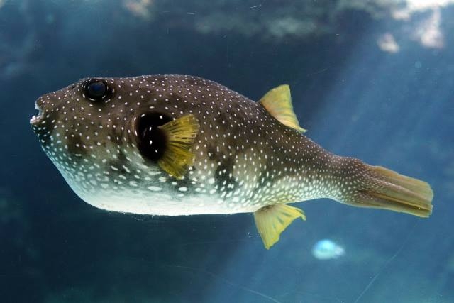 추라우미 생물도감 | 오키나와 추라우미 수족관 - 오키나와의 아름다운 바다를 다음 세대에