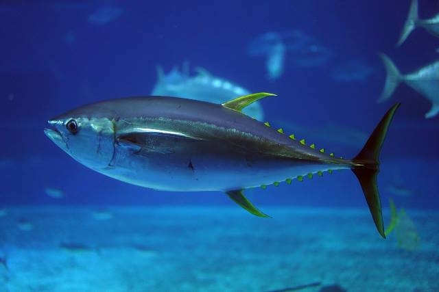 Churaumi Fish Encyclopedia | Okinawa Churaumi Aquarium - For the next ...