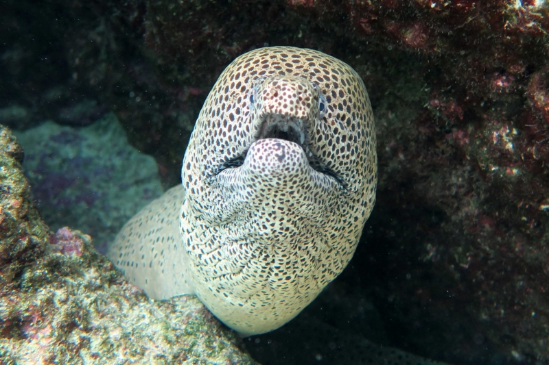 Churaumi Fish Encyclopedia | Okinawa Churaumi Aquarium - For the next ...