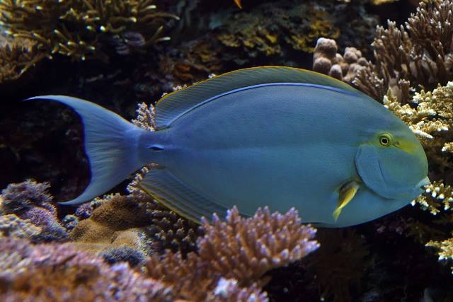 Churaumi Fish Encyclopedia | Okinawa Churaumi Aquarium - For the next ...