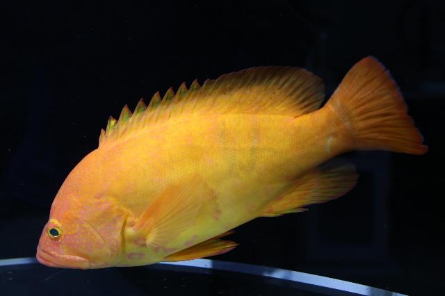 Churaumi Fish Encyclopedia | Okinawa Churaumi Aquarium - For the next ...