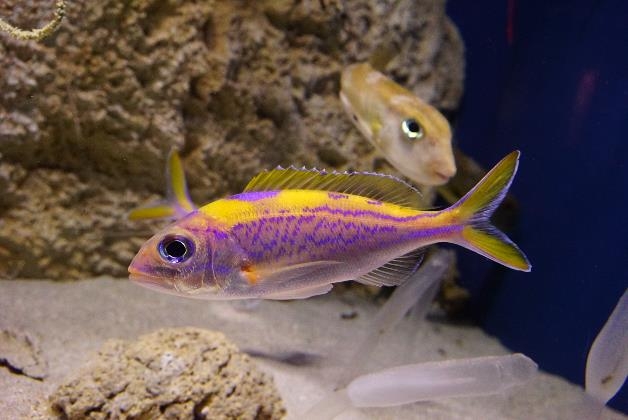 Churaumi Fish Encyclopedia | Okinawa Churaumi Aquarium - For the next ...