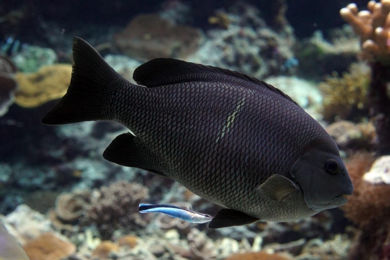 Churaumi Fish Encyclopedia | Okinawa Churaumi Aquarium - For the next ...