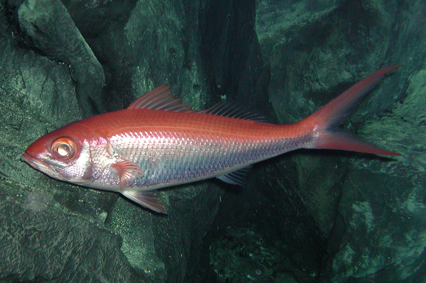 ハマダイ 釣り | おにぎりまとめ