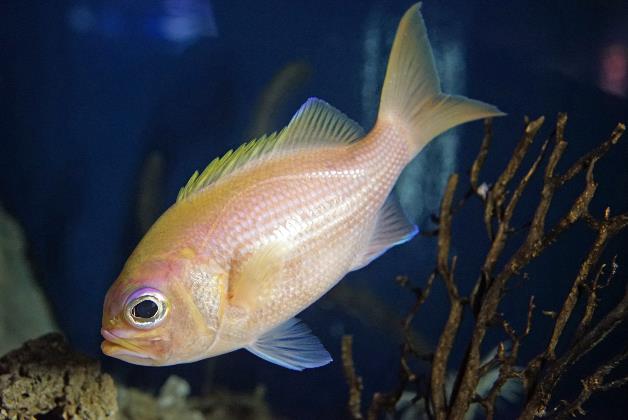ミハラハナダイ | 美ら海生き物図鑑 | 沖縄美ら海水族館 - 沖縄の美ら海を、次の世代へ。-