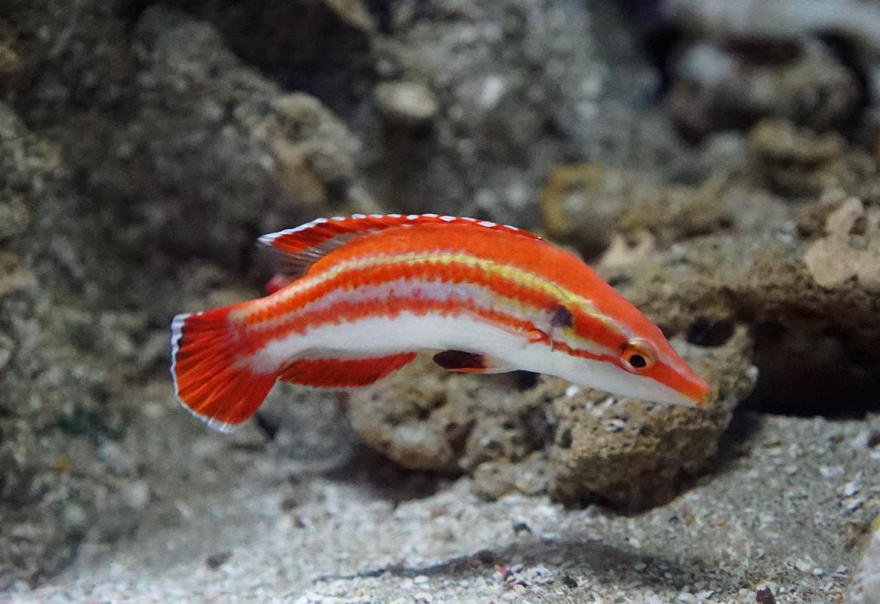 美ら海生き物図鑑 | 五十音検索（和名） : シ から始まる名前の生き物 の検索結果 | 沖縄美ら海水族館 - 沖縄の美ら海を、次の世代へ。-