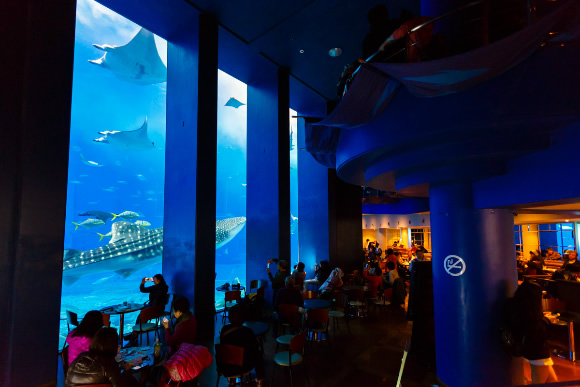 Ocean Blue cafe | Okinawa Churaumi Aquarium - For the next generation ...