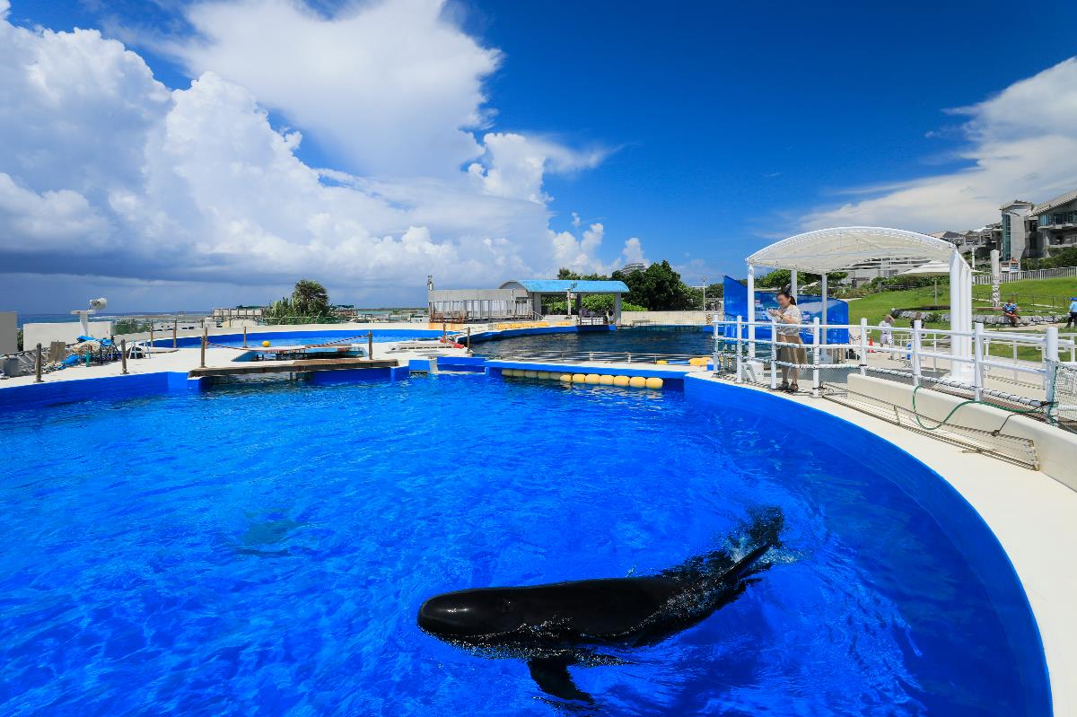 Dolphin Lagoon | Okinawa Churaumi Aquarium - For the next generation to ...