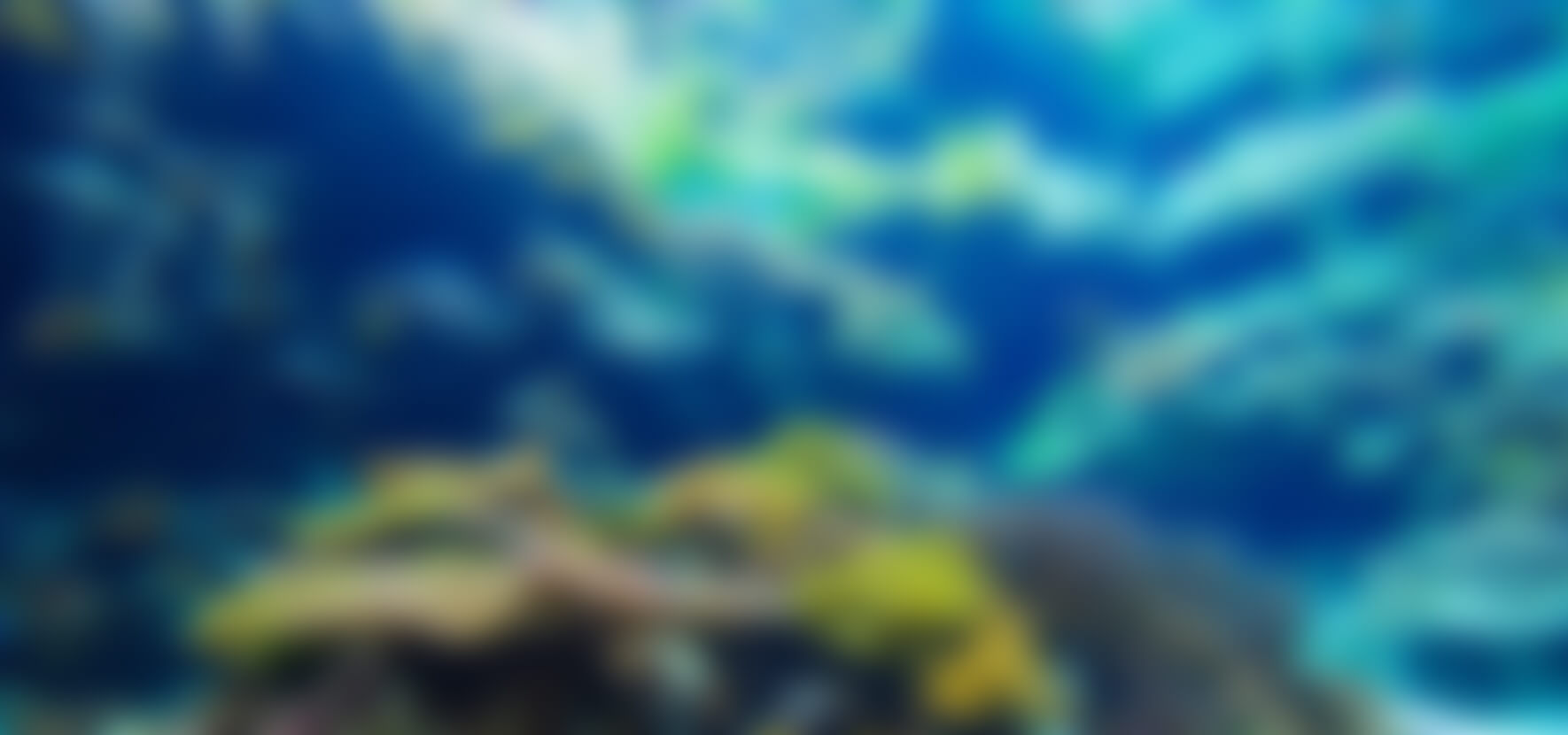 Journey to a Coral Reef | Okinawa Churaumi Aquarium - For the next ...